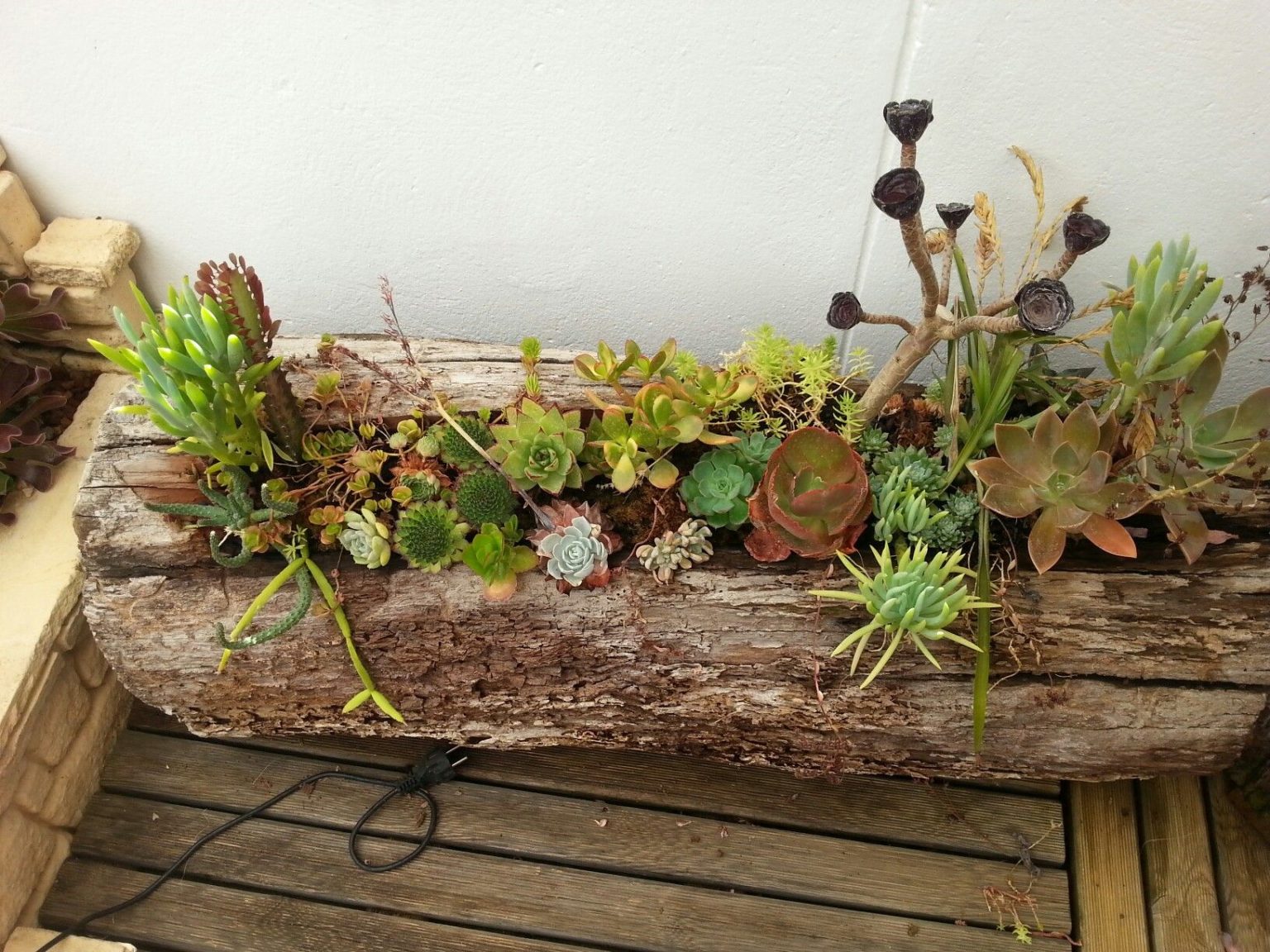 Cómo crear un jardín xerófilo 🌵 Diseño sostenible y plantas resistentes