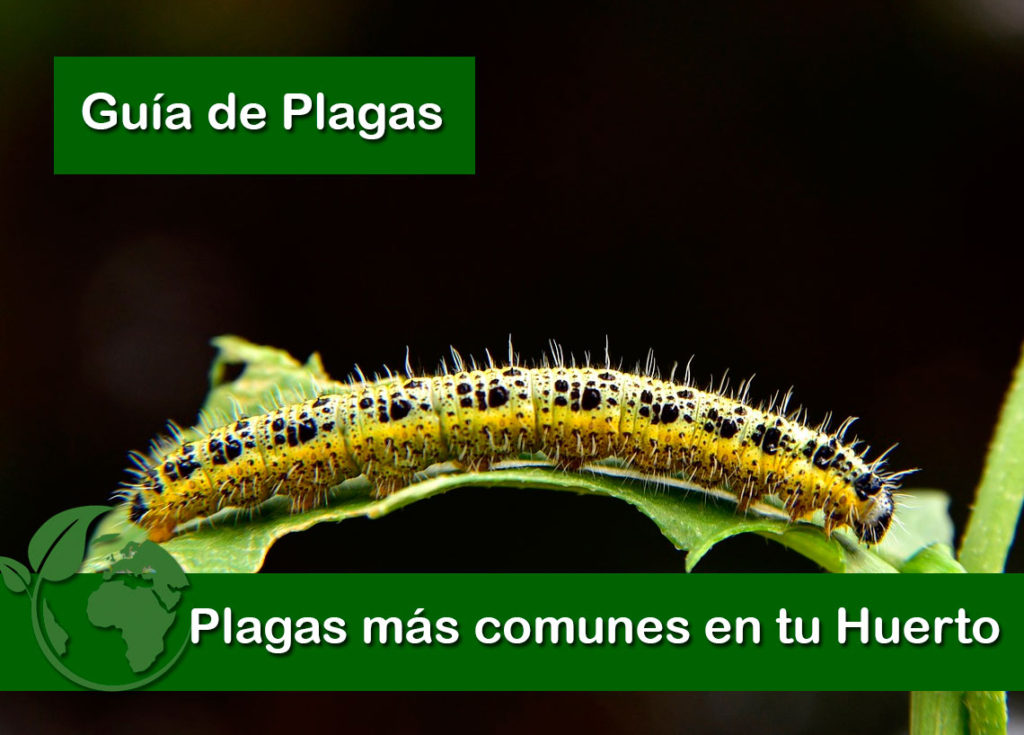 Las 11 Plagas más comunes en tu Huerto