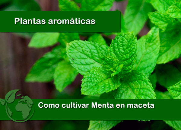 Como cultivar Menta en maceta - Huerta Urbana
