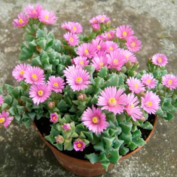 Oscularia Caulescens🌱 Th Suculentas