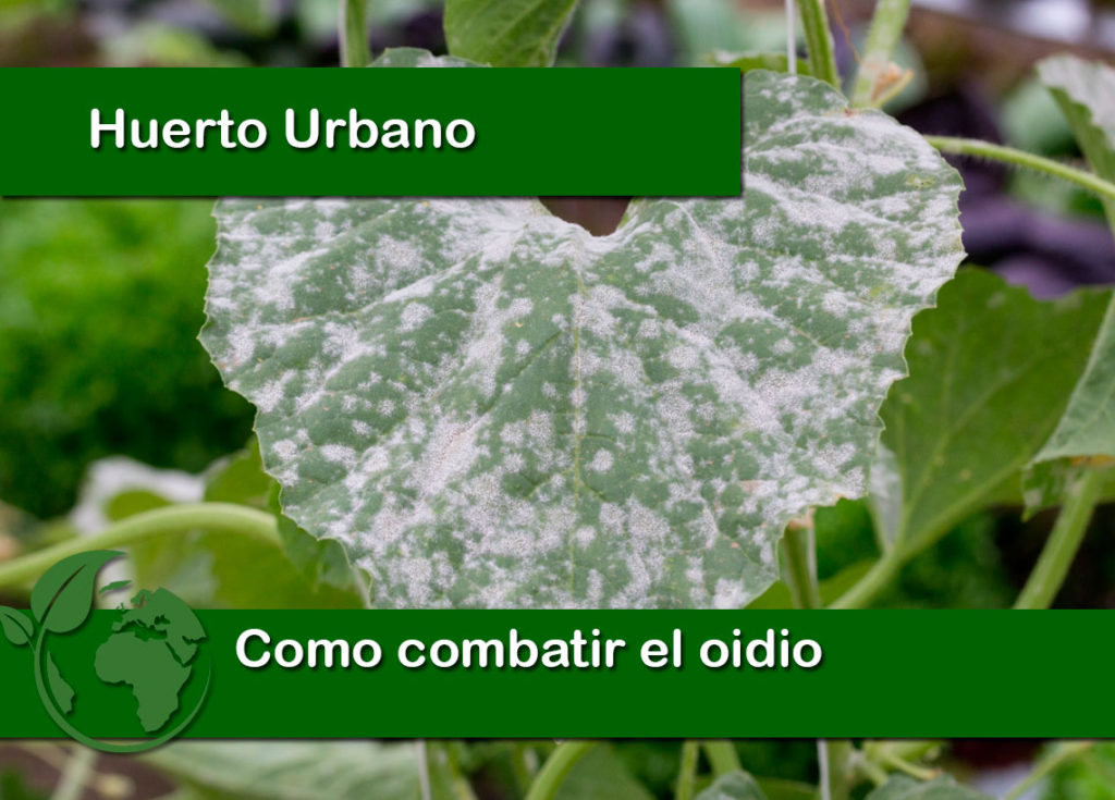Como combatir el oidio - Huerto Urbano