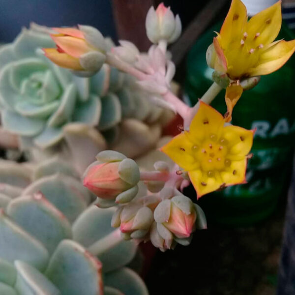 Graptoveria Titubans, Cuidados y Reproducción 🌱 Th Suculentas