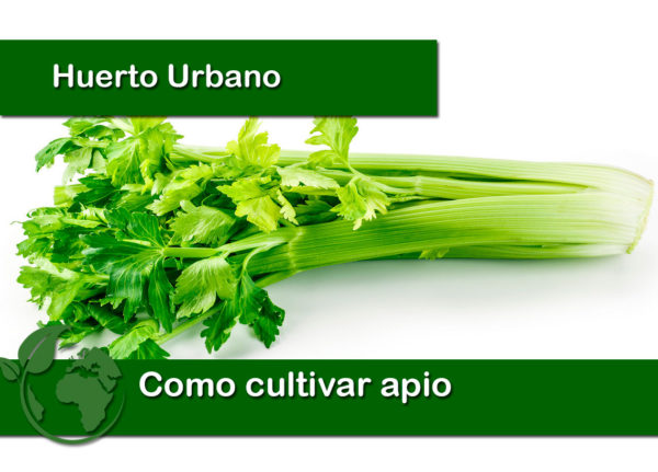 Como cultivar apio - Huerto Urbano