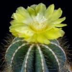 Parodia Magnifica 🌱 Th Cactus