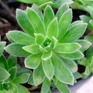 Aeonium Simsii 🌱 Th Suculentas