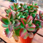 Kalanchoe Sexangularis, Cuidados y Reproducción 🌱 Th