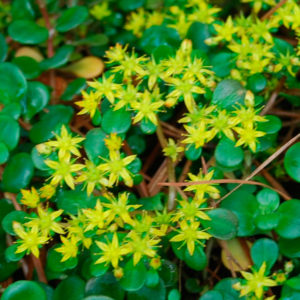 Sedum Tetractinum 🌱 Th Suculentas