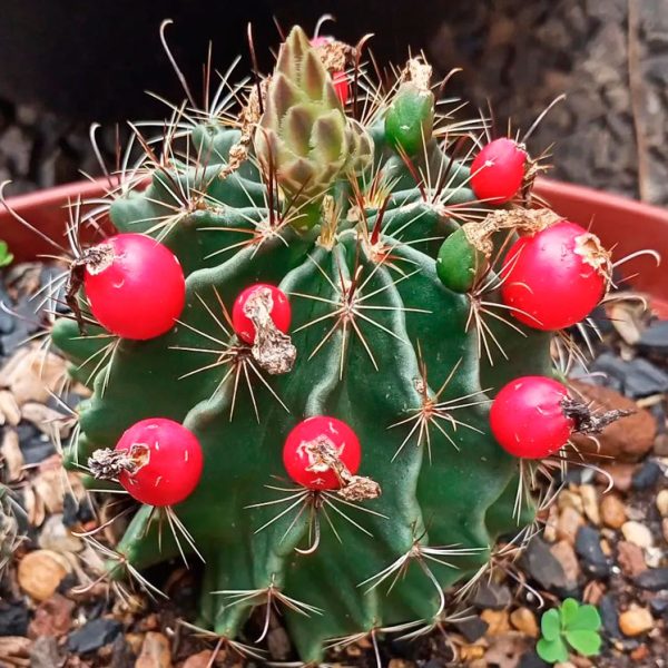 Thelocactus Setispinus 🌱 Th Cactus