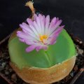 Conophytum Ratum 🌱 Th Suculentas