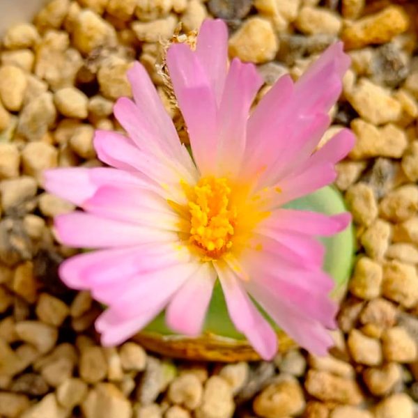 Conophytum Ratum 🌱 Th Suculentas