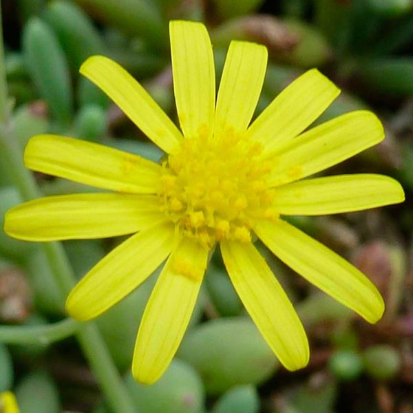 Othonna capensis 🌱 Th Suculentas