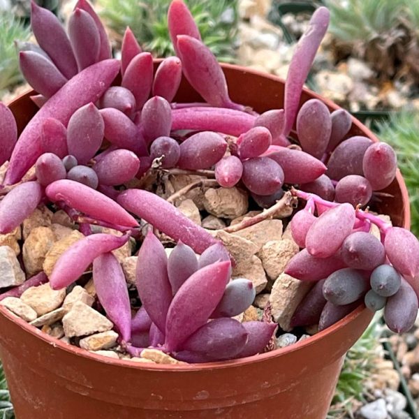 Othonna capensis 🌱 Th Suculentas