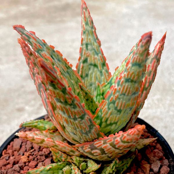 Aloe Pink Blush 🌱 Th Suculentas