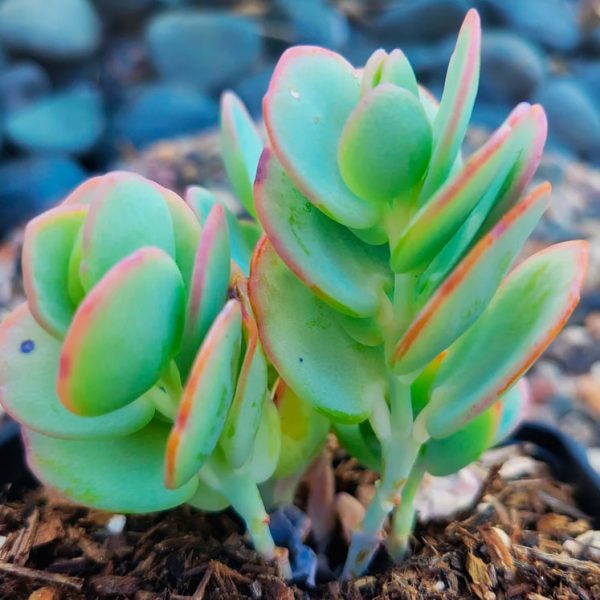 Kalanchoe marnieriana 🌱 Th Suculentas