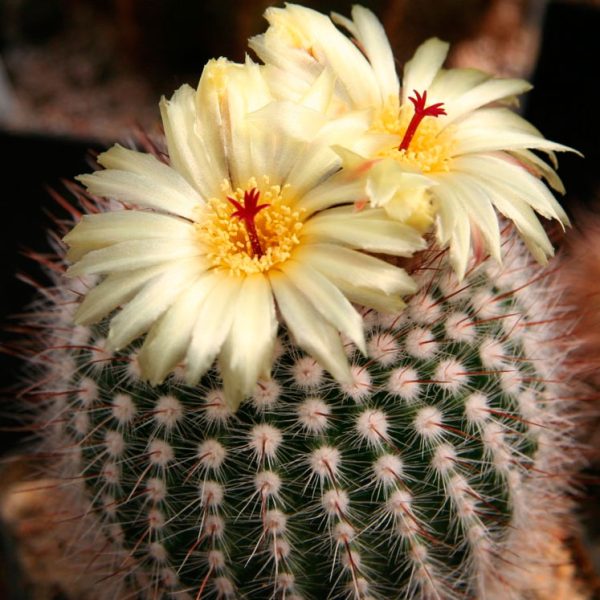Parodia scopa 🌱 Th Cactus