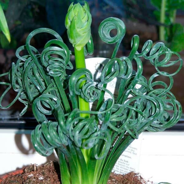 Albuca spiralis : Cuidados y Reproducción 🌱 Th Suculentas