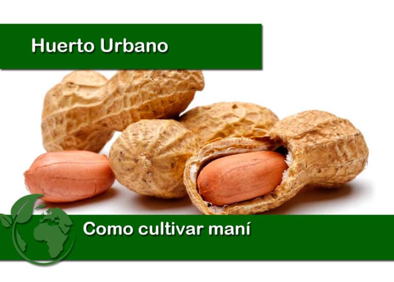 Como cultivar mani - Todo para tu Huerta