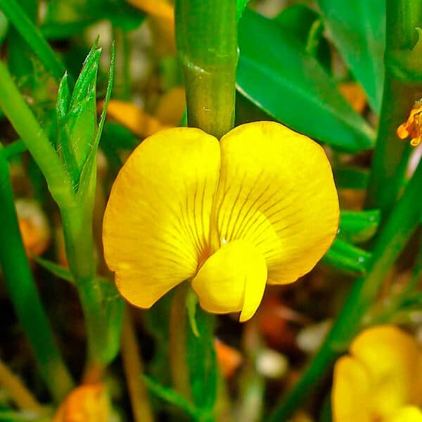 Como cultivar mani - Todo para tu Huerta