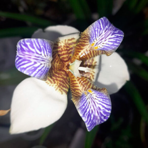 Neomarica gracilis 🌱 Th Jardinería