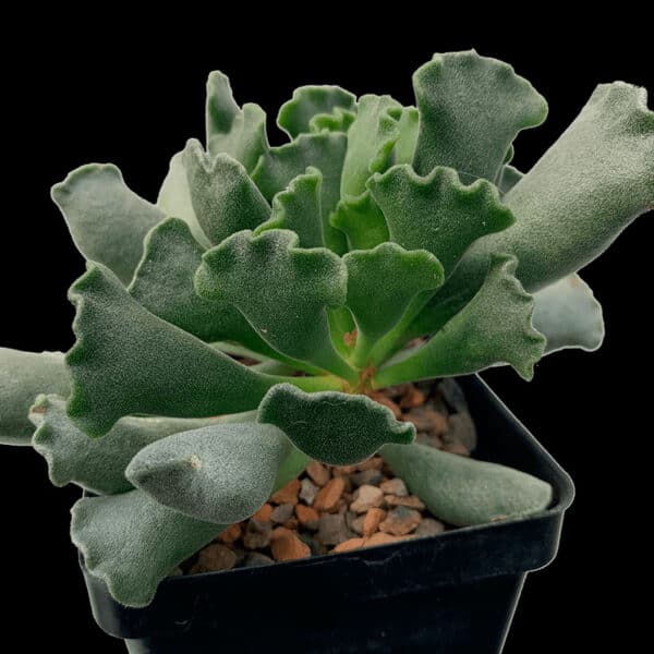 Adromischus, Cuidados y Reproducción - Th Suculentas