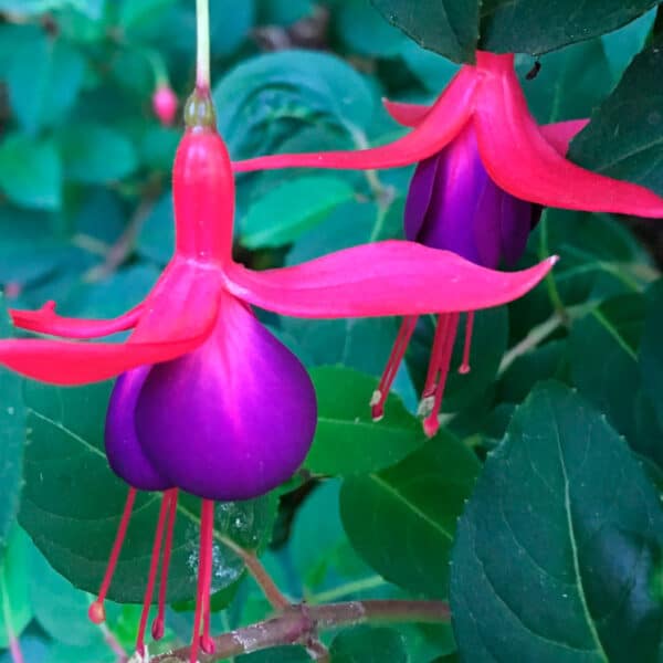 Aljabas 🌱 Th Jardinería