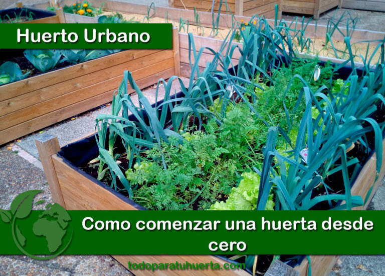 Cómo Empezar una Huerta Orgánica Desde Cero 🌱 Guía Completa para ...