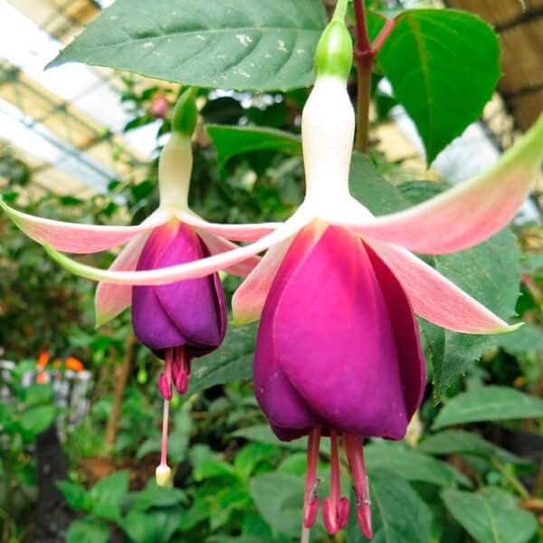 Aljabas 🌱 Th Jardinería