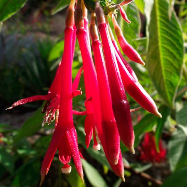 Aljabas 🌱 Th Jardinería