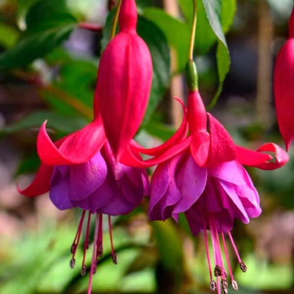 Aljabas 🌱 Th Jardinería