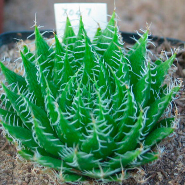 Haworthia decipiens 🌱 Th Suculentas