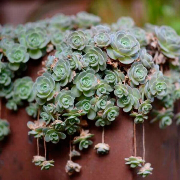 Orostachys furusei 🌱 Th Suculentas