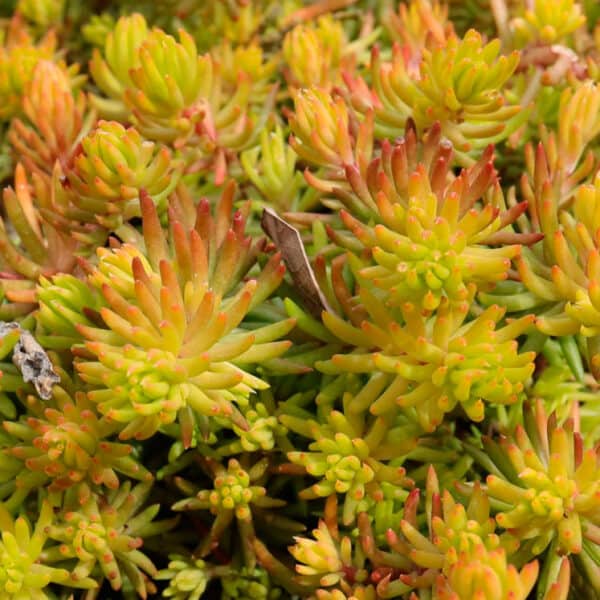 Sedum Rupestre 🌱 Th Suculentas