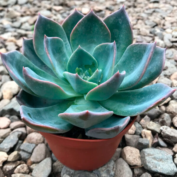 Echeveria Blue Atoll 🌱 Th Suculentas