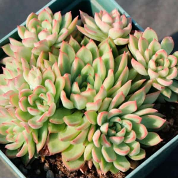Echeveria Mebina 🌱 Th Suculentas