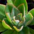 Echeveria subrigida: Cuidados y Reproducción 🌱 Th Suculentas