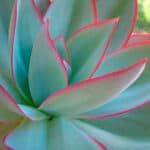Echeveria subrigida: Cuidados y Reproducción 🌱 Th Suculentas