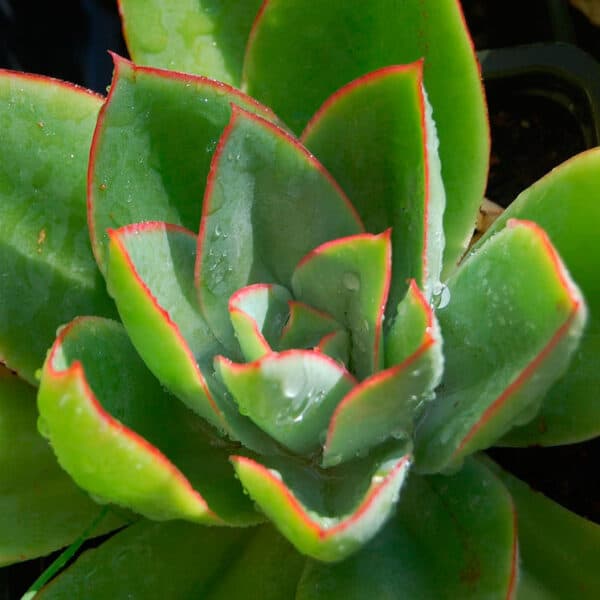 Echeveria subrigida: Cuidados y Reproducción 🌱 Th Suculentas
