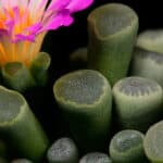 Frithia Pulchra: Cuidados y Reproducción 🌱 Th Suculentas