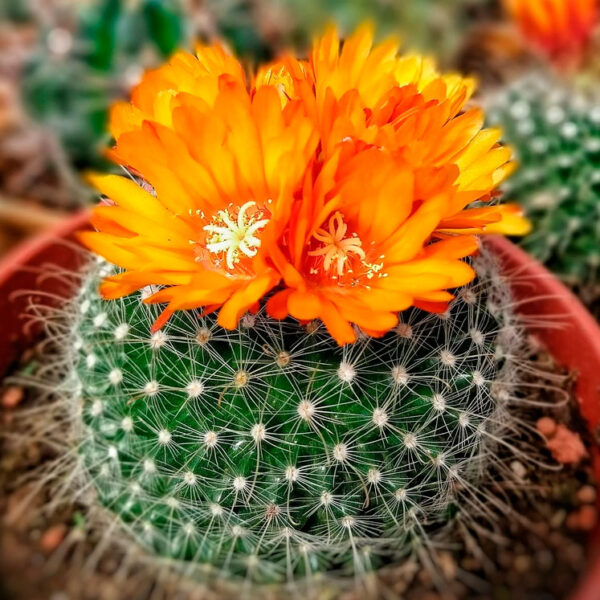 Cactaceae - todoparatuhuerta.com