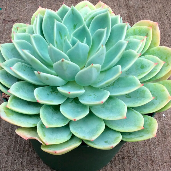 Echeveria Blue Atoll 🌱 Th Suculentas
