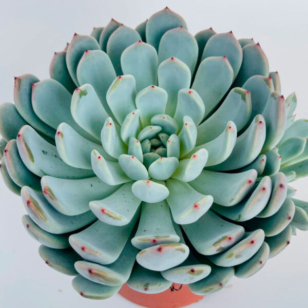 Echeveria Texensis 🌱 Th Suculentas