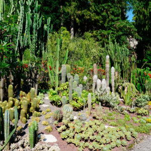 Cómo crear un jardín xerófilo 🌵 Diseño sostenible y plantas resistentes