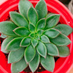 Taciveria Ruth Bancroft 🌱 Th Suculentas