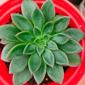 Taciveria Ruth Bancroft 🌱 Th Suculentas