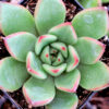 Echeveria agavoides Red Tips, Cuidados y Reproducción 🌱 Th