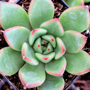 Echeveria agavoides Red Tips, Cuidados y Reproducción 🌱 Th
