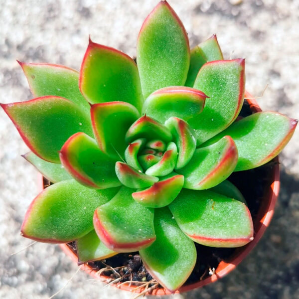 Echeveria agavoides Red Tips, Cuidados y Reproducción 🌱 Th