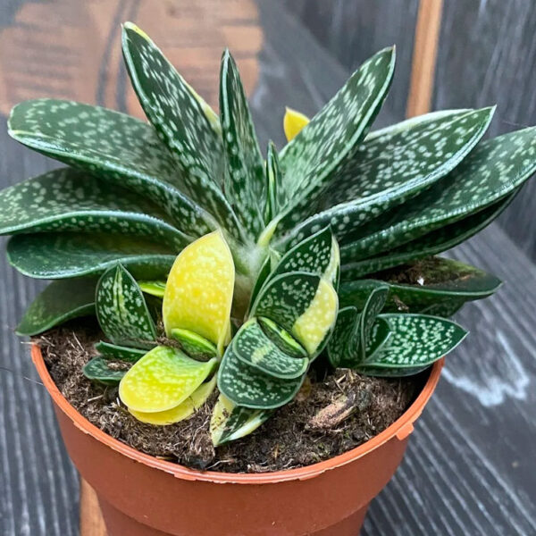 Gasteria gracilis 🌱 Th Suculentas