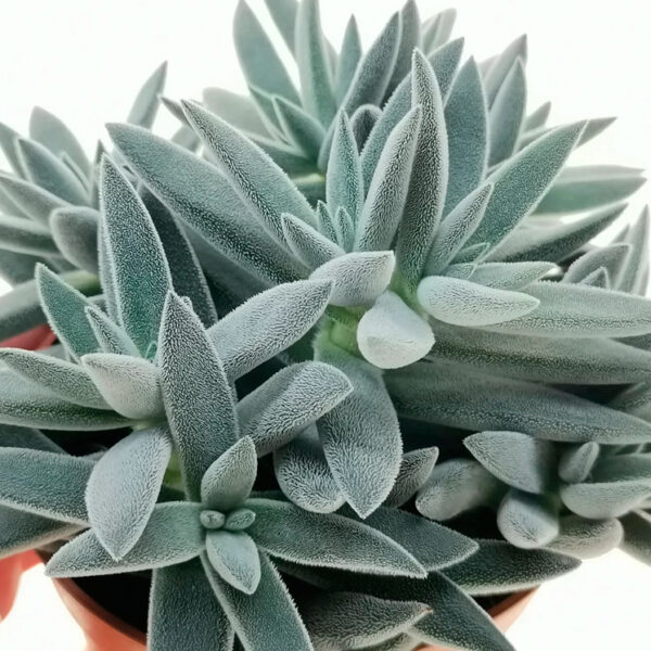 Crassula Tenelli 🌱 Th Suculentas