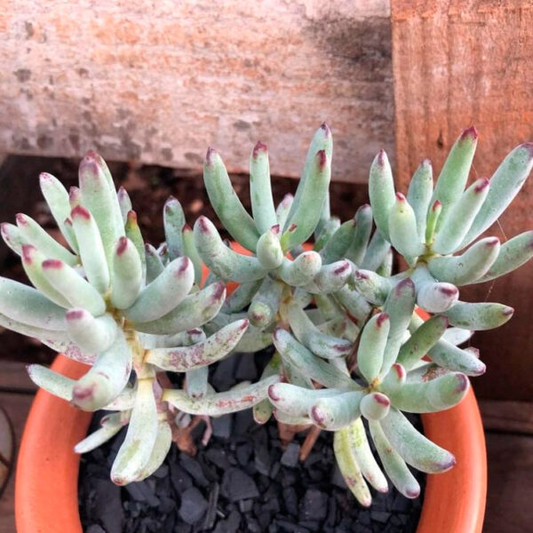 Cotyledon Orbiculata, Cuidados y Reproducción 🌱 Th Suculentas